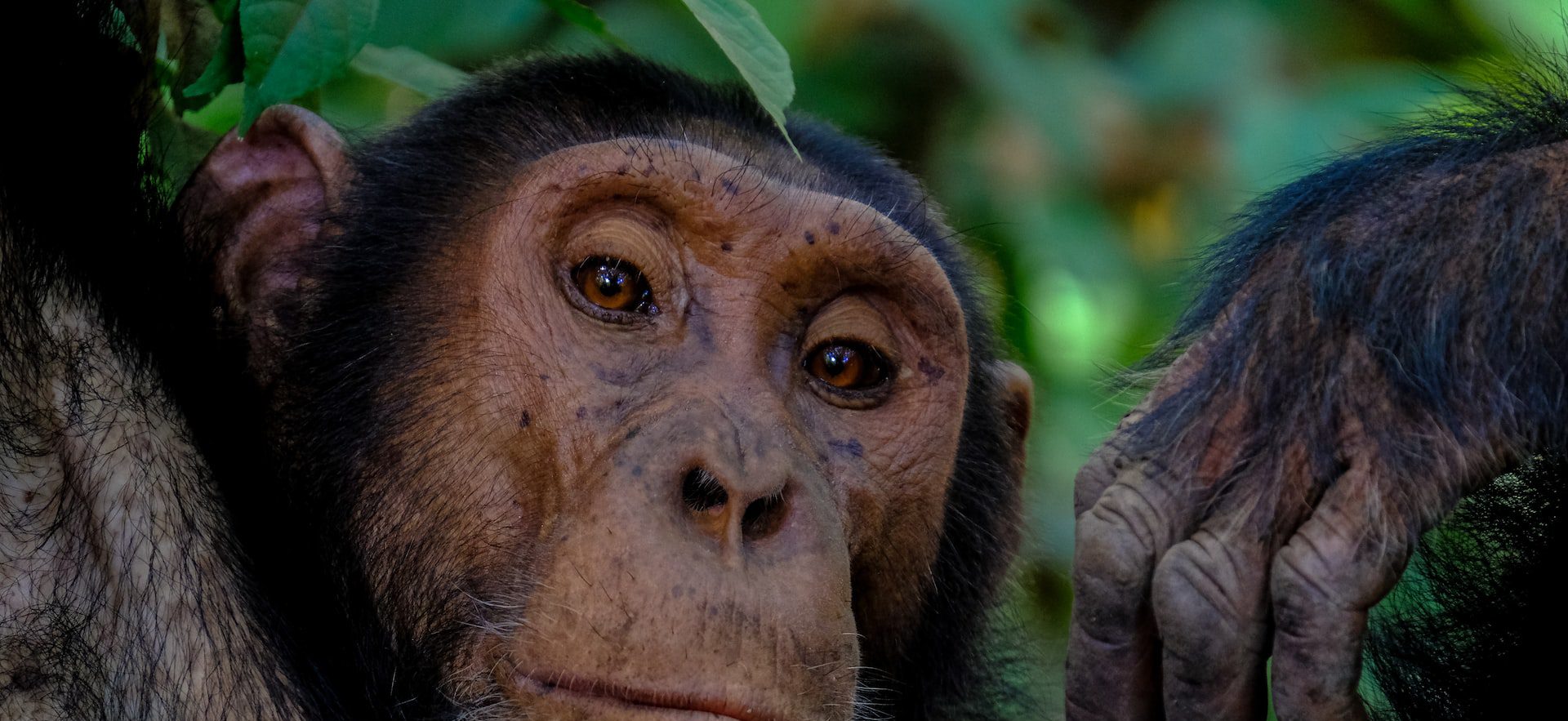Chimpanzee trekking rules & guidelines