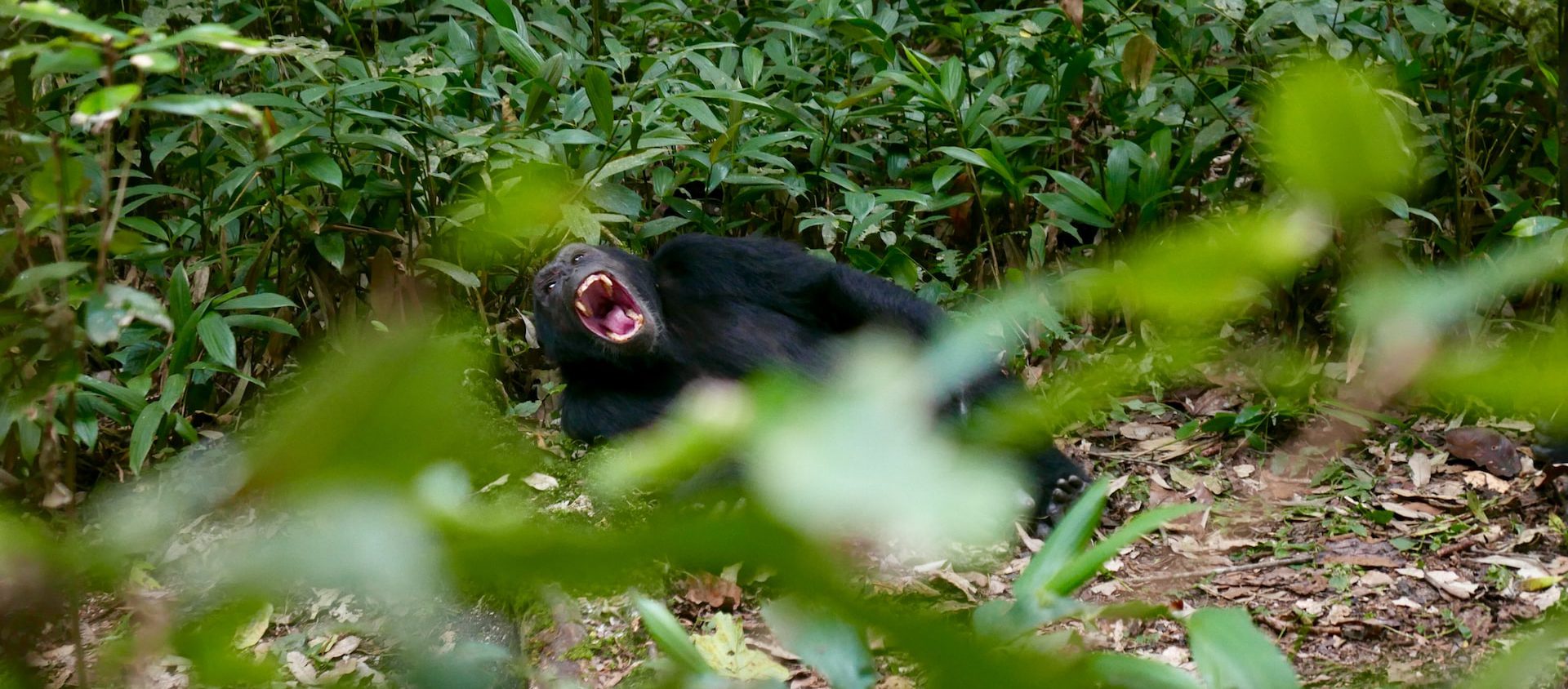Animals In Kibale National Park Uganda - Wildlife In Kibale Forest